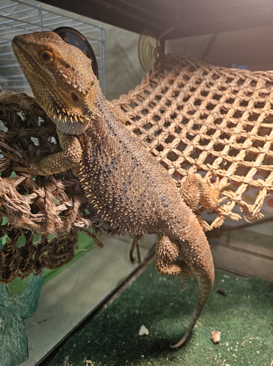 Our Animals - Flourish Green Care Therapy Farm