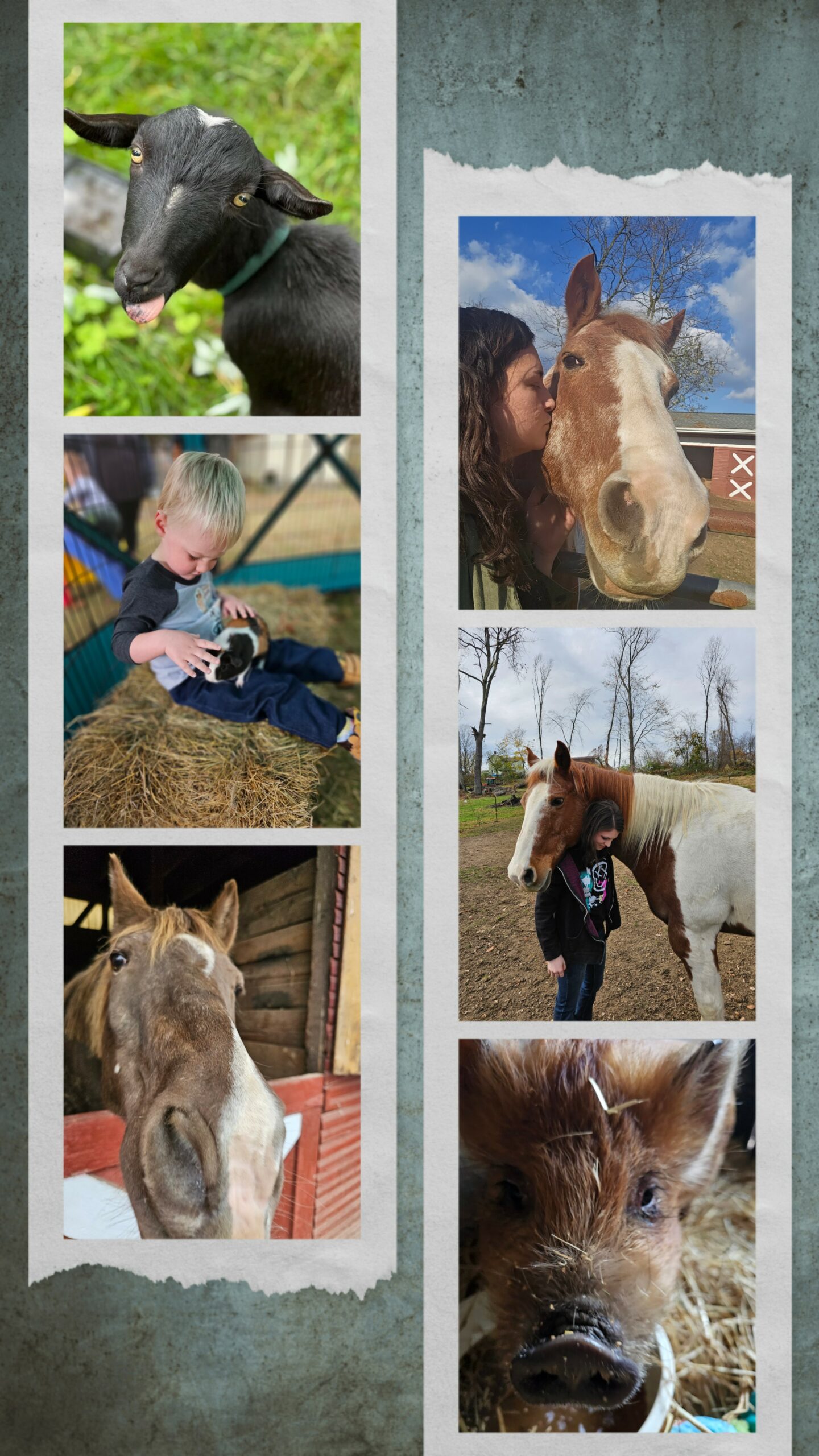 Our Animals - Flourish Green Care Therapy Farm